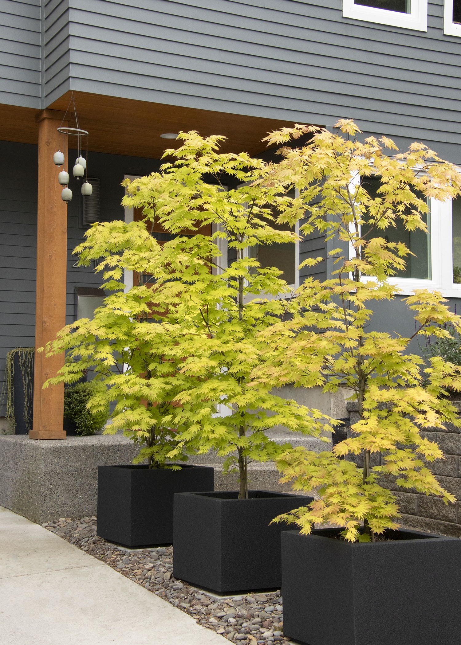 Autumn Moon Fullmoon Maple, Acer shirasawanum 'Autumn Moon', Monrovia Plant