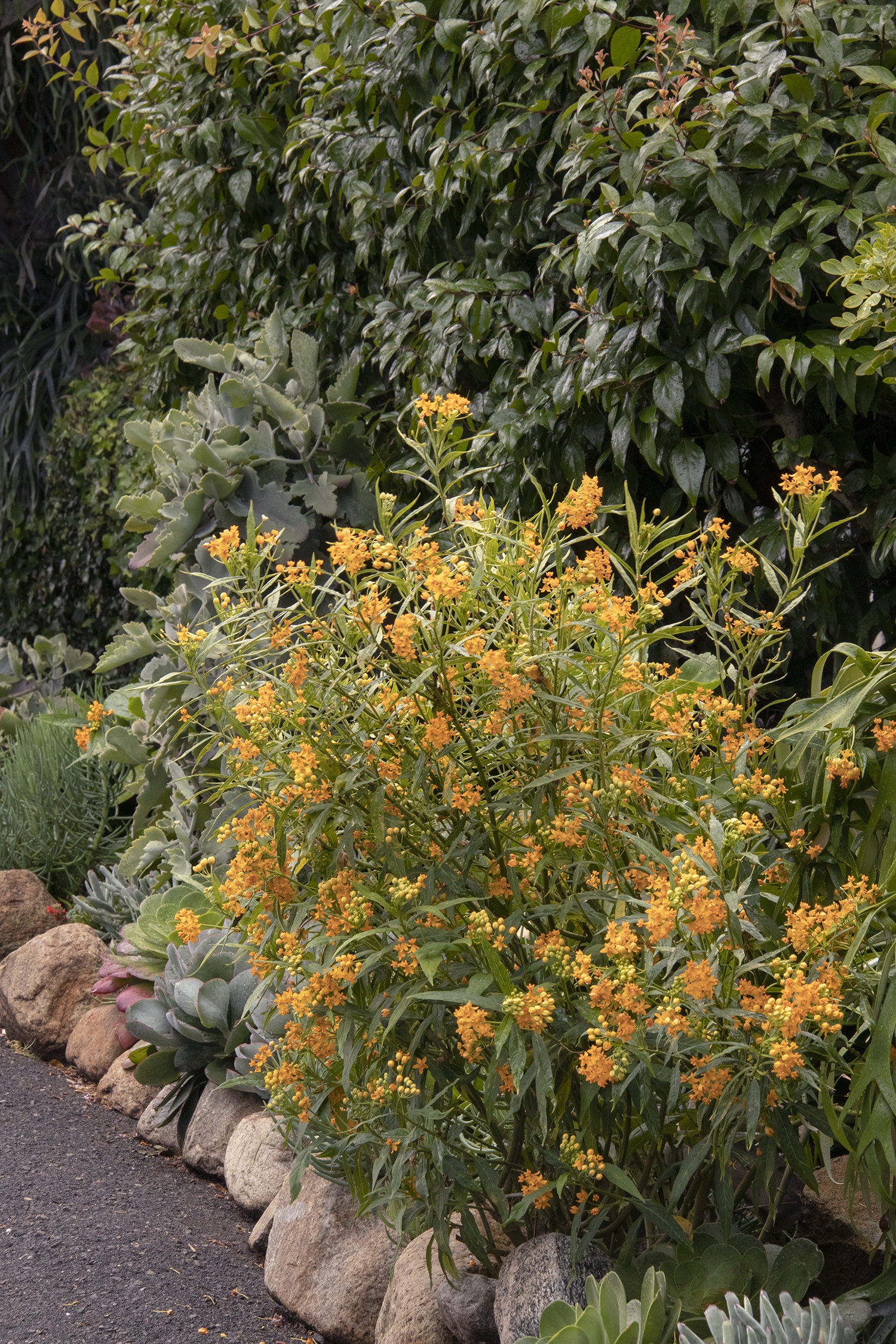 Silky Gold Tropical Milkweed, Asclepias curassavica 'Silky Gold'