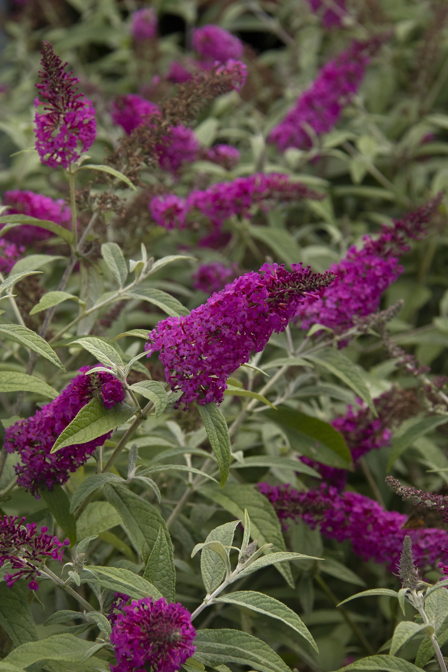 Miss Ruby Butterfly Bush, Monrovia Plant