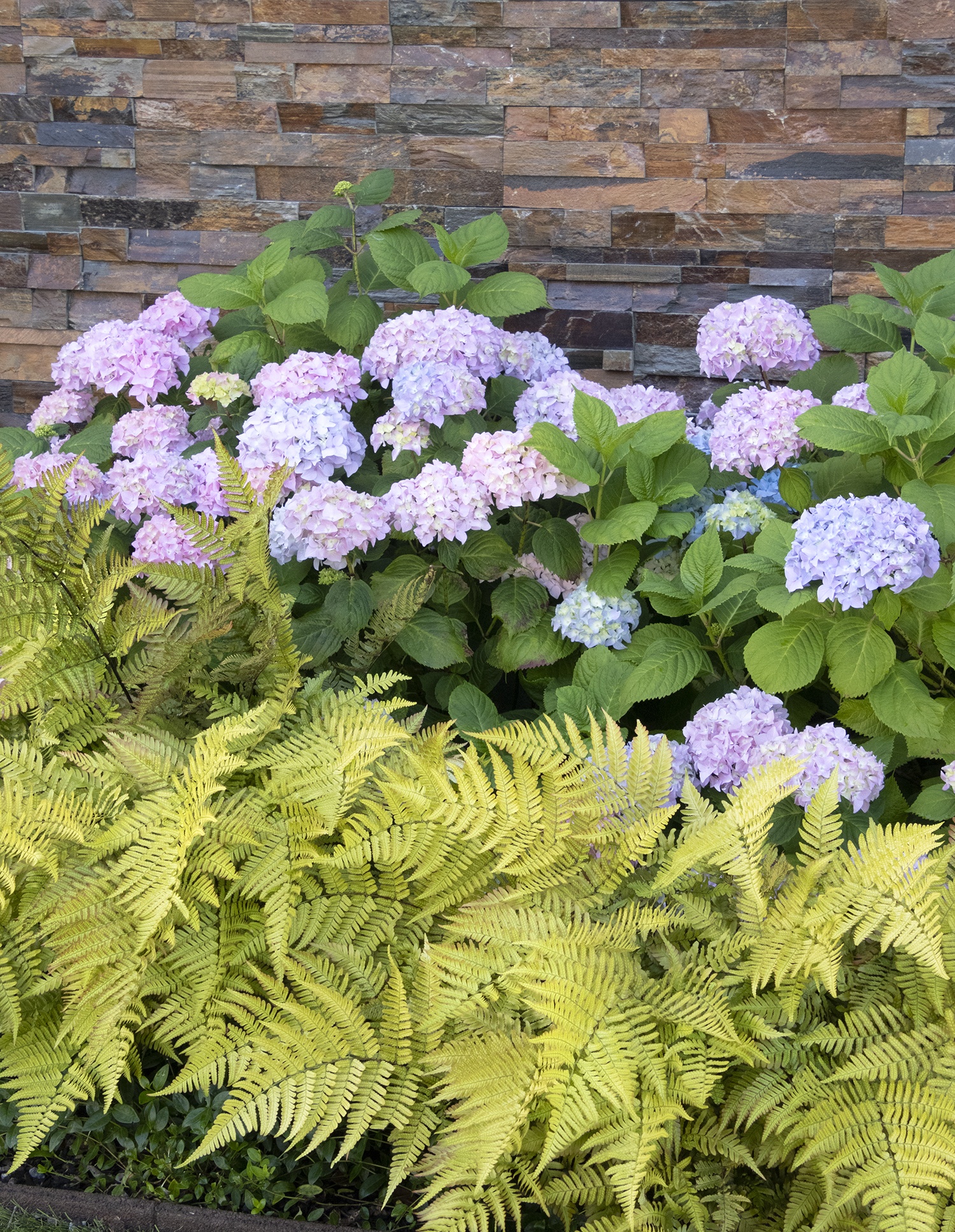 Brilliance Autumn Fern, Dryopteris erythrosora 'Brilliance', Monrovia Plant