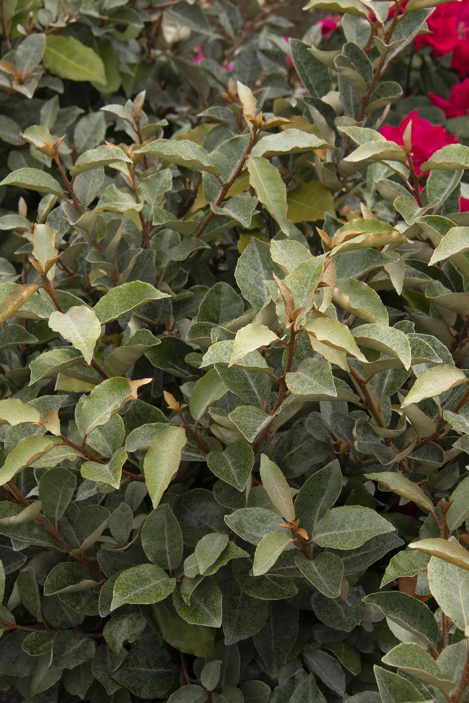 Ebbinge's Silverberry, Elaeagnus x ebbingei, Monrovia Plant