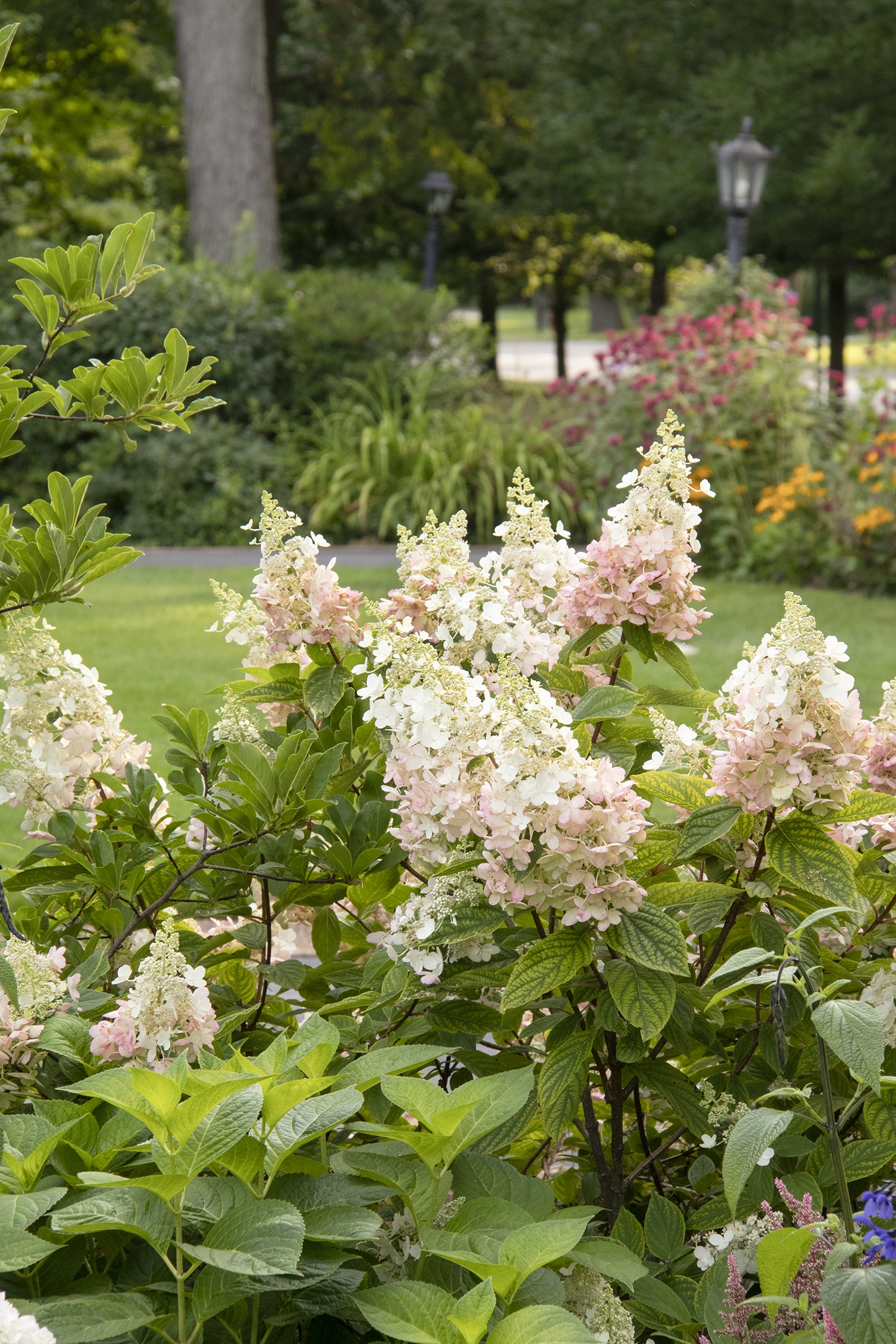 Angel's Blush® Hydrangea, Hydrangea paniculata 'Ruby', Monrovia Plant