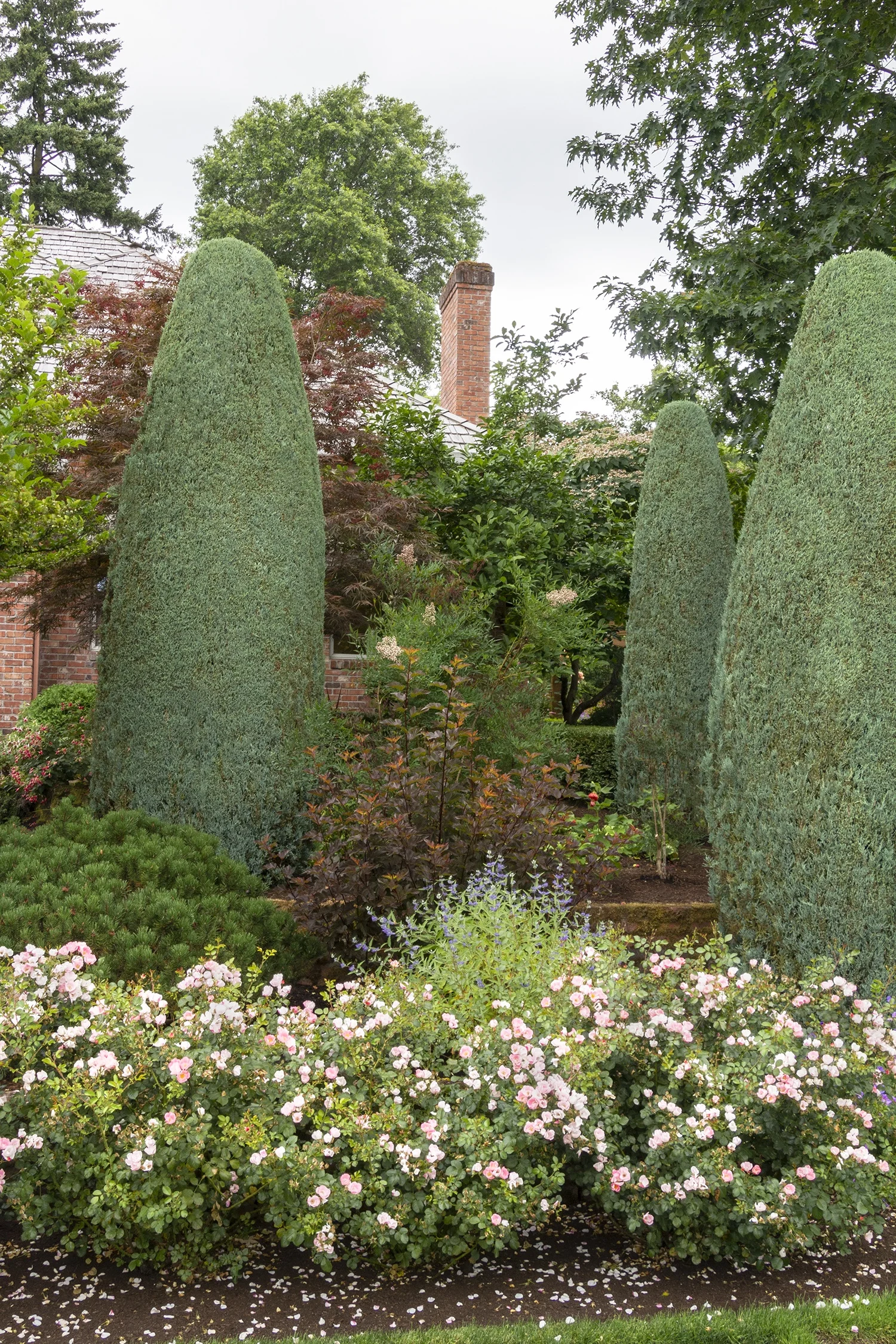 Gray Gleam Juniper, Juniperus scopulorum 'Gray Gleam', Monrovia Plant