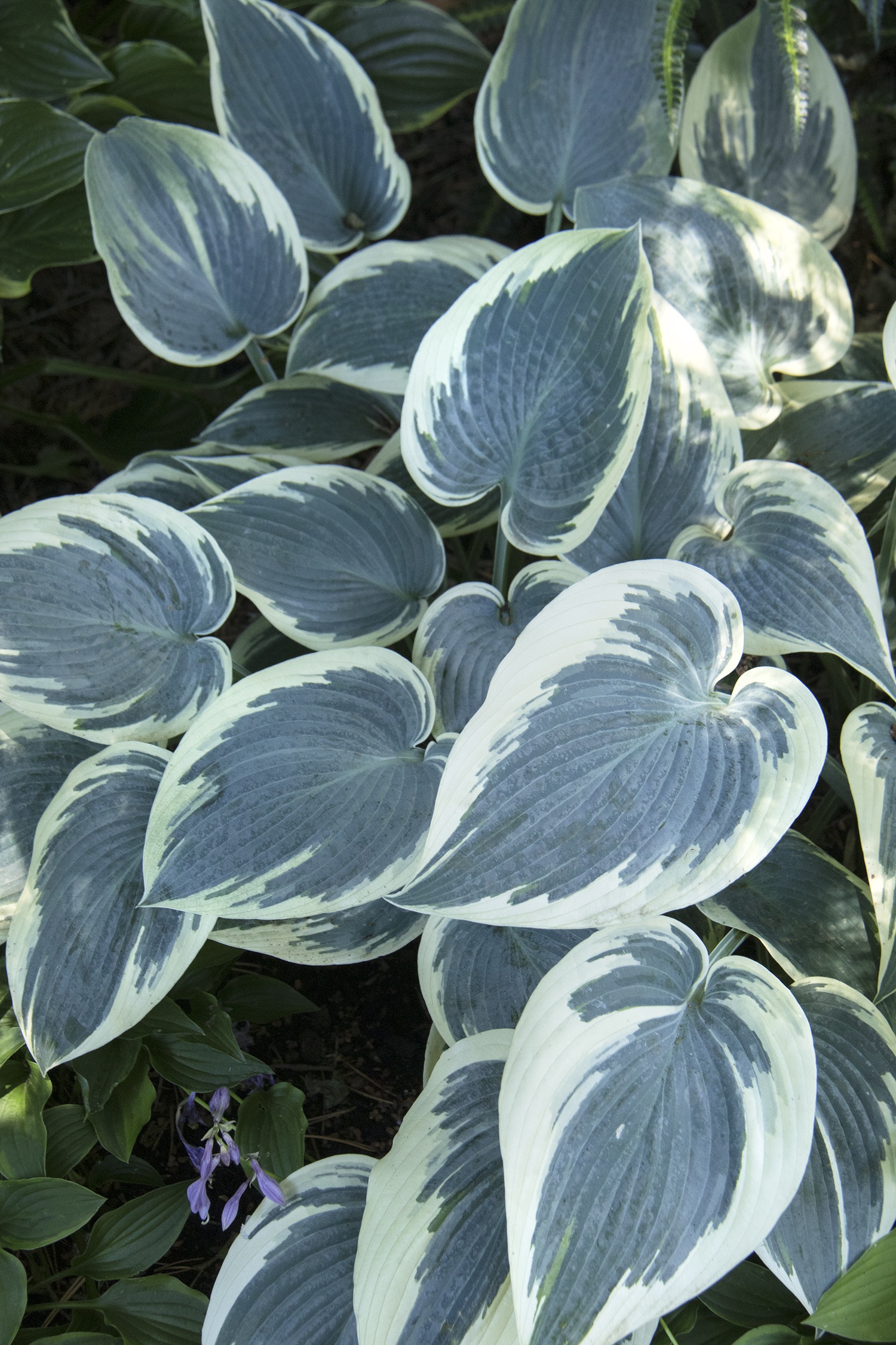 El Nino Hosta, Hosta tardiflora 'El Nino' ; CPBR #2662, Monrovia Plant