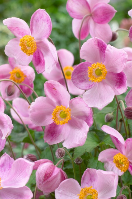 Little Princess Japanese Anemone, Monrovia Plant