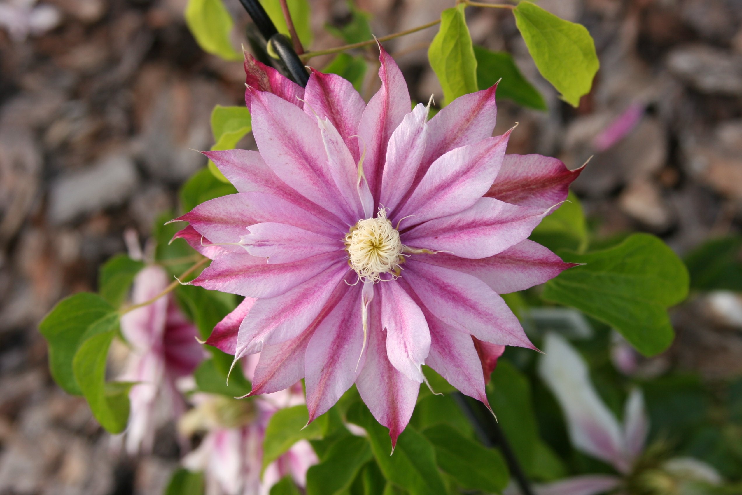 Phyllis™ Clematis, Clematis x 'YAKU010A' PP #23,887, Monrovia Plant