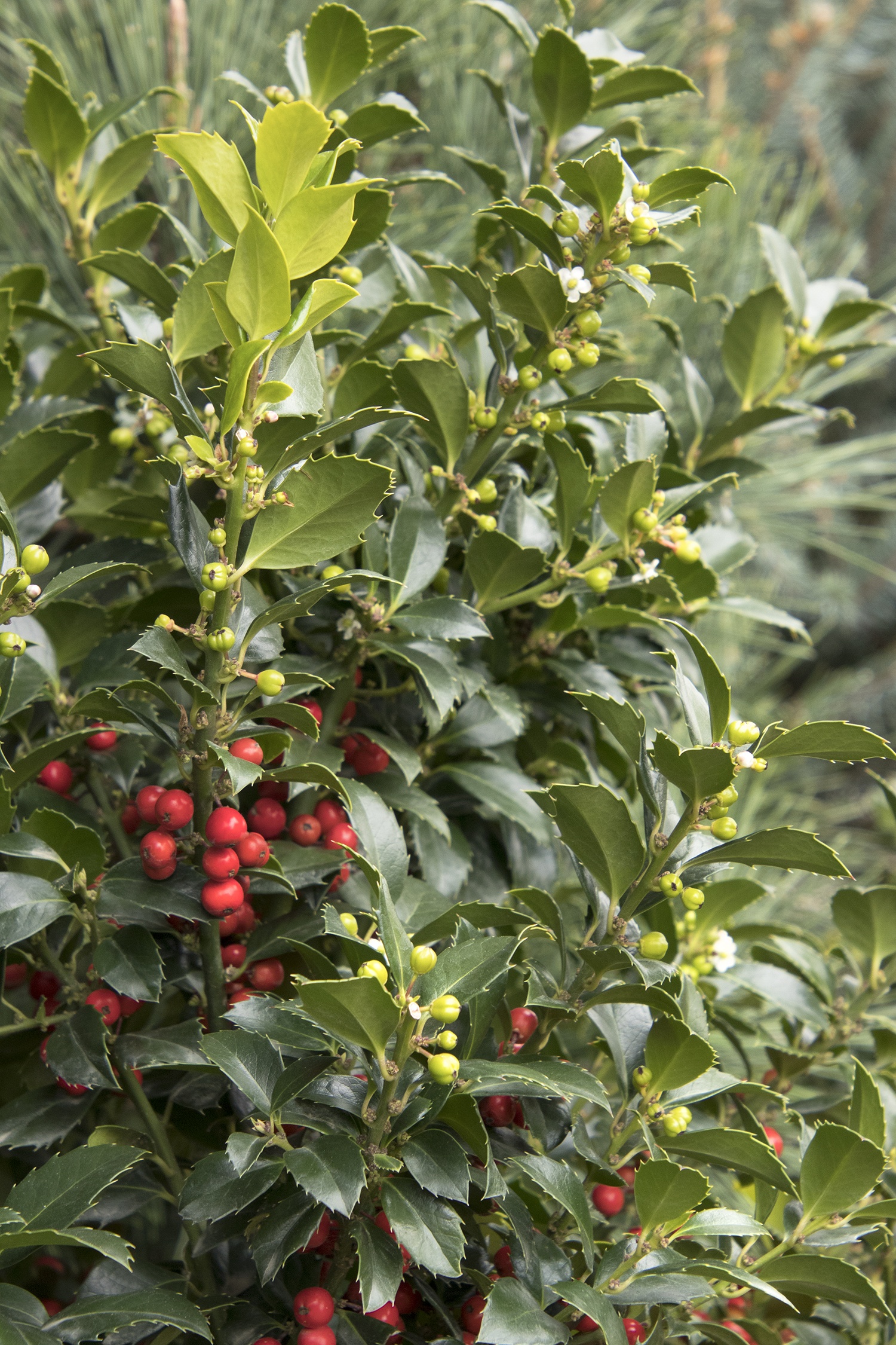 Castle Spire® Blue Holly, Ilex x meserveae 'Hachfee', Monrovia Plant