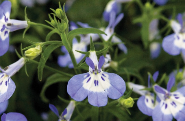 Hot® Lobelia, Lobelia erinus Hot® Series, Monrovia Plant