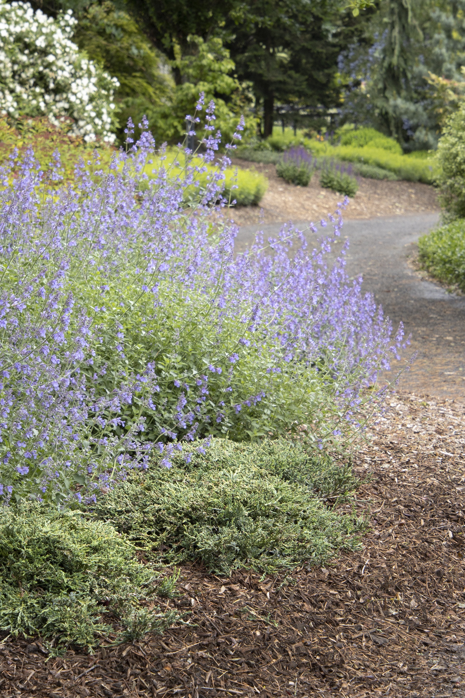 Icee Blue® Juniper, Juniperus horizontalis 'Monber', Monrovia Plant