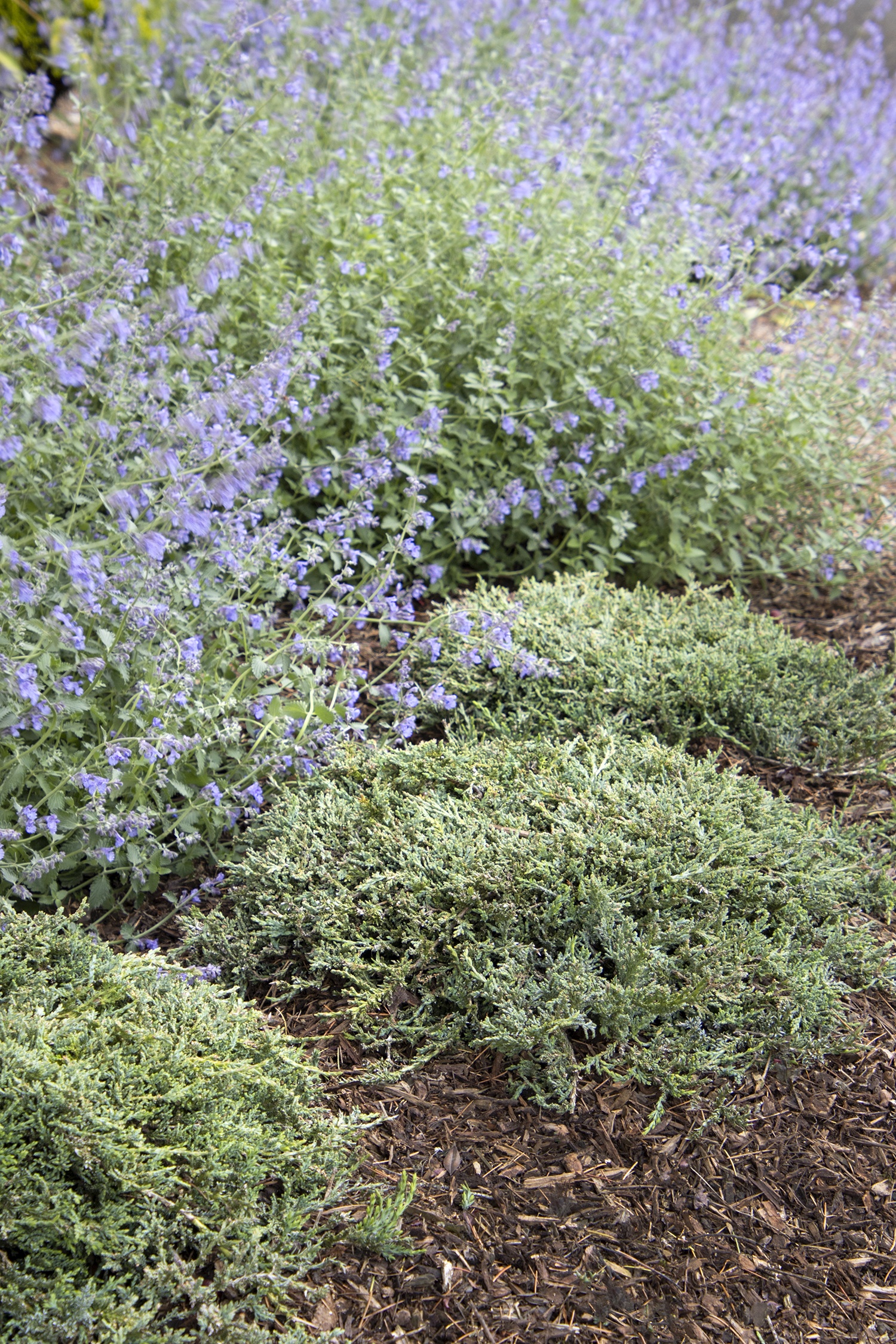 Icee Blue® Juniper, Juniperus horizontalis 'Monber', Monrovia Plant