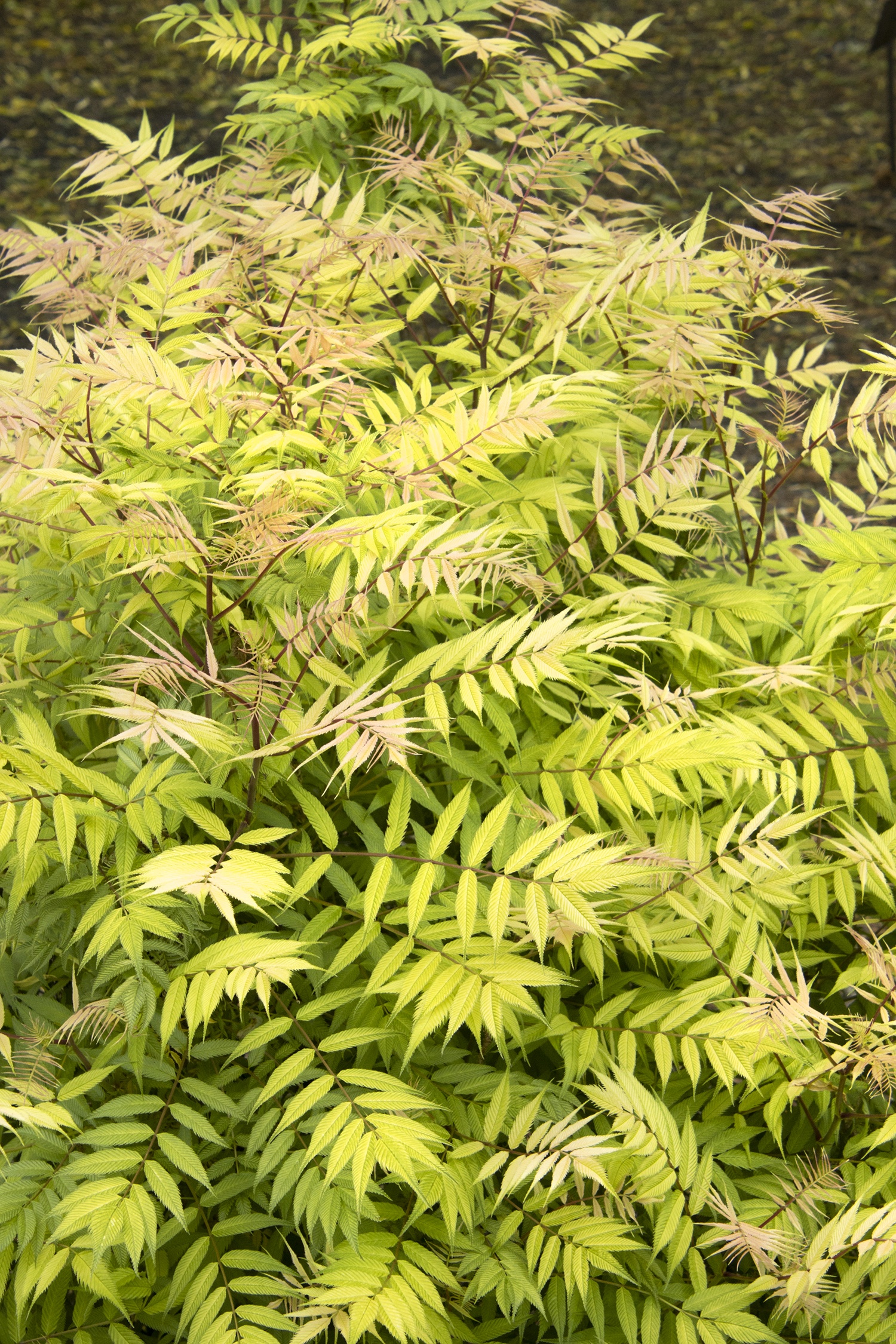 Sem False Spirea, Sorbaria sorbifolia 'Sem' PP #16,336, Monrovia Plant