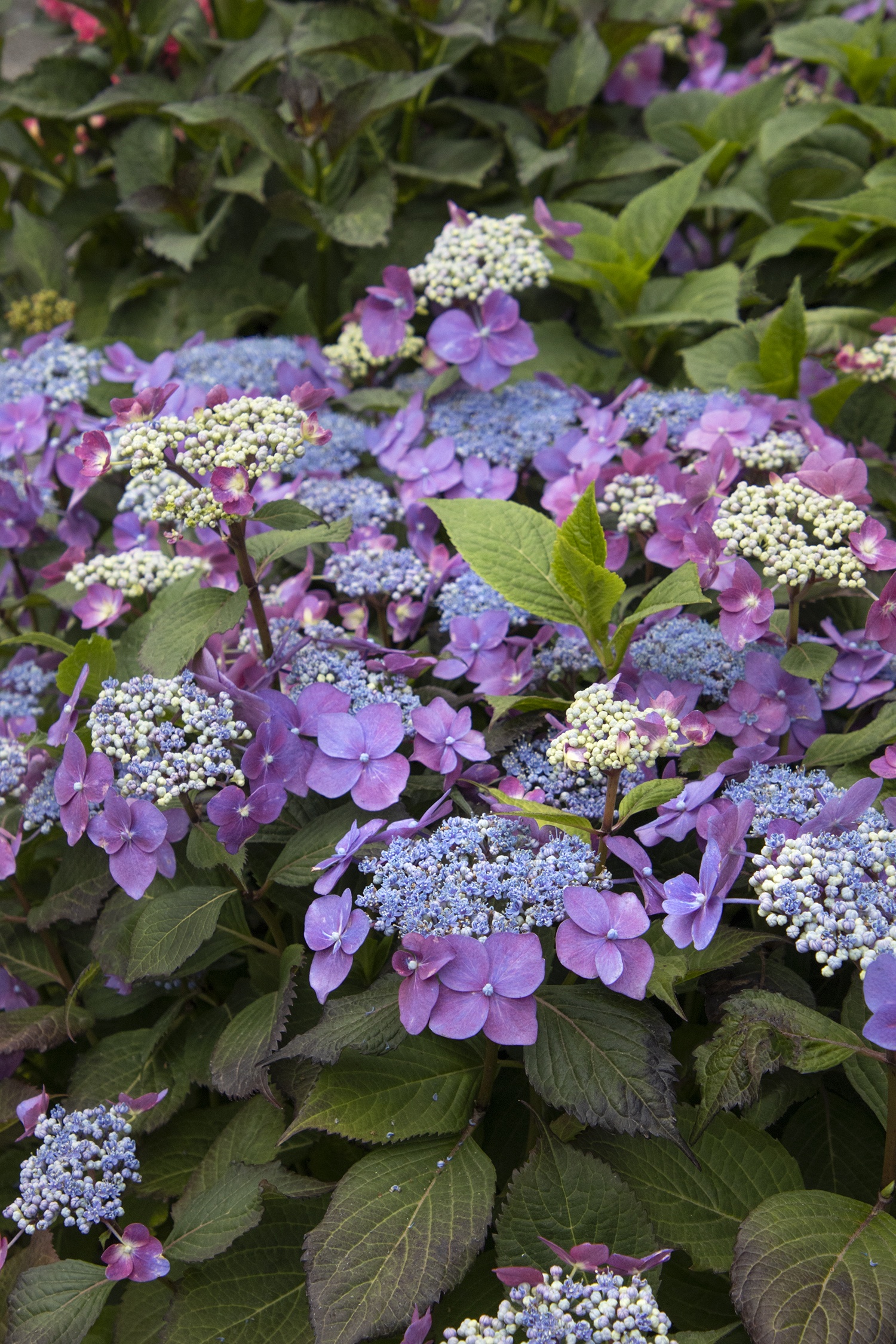 Seaside Serenade® Cape May Hydrangea, Monrovia Plant