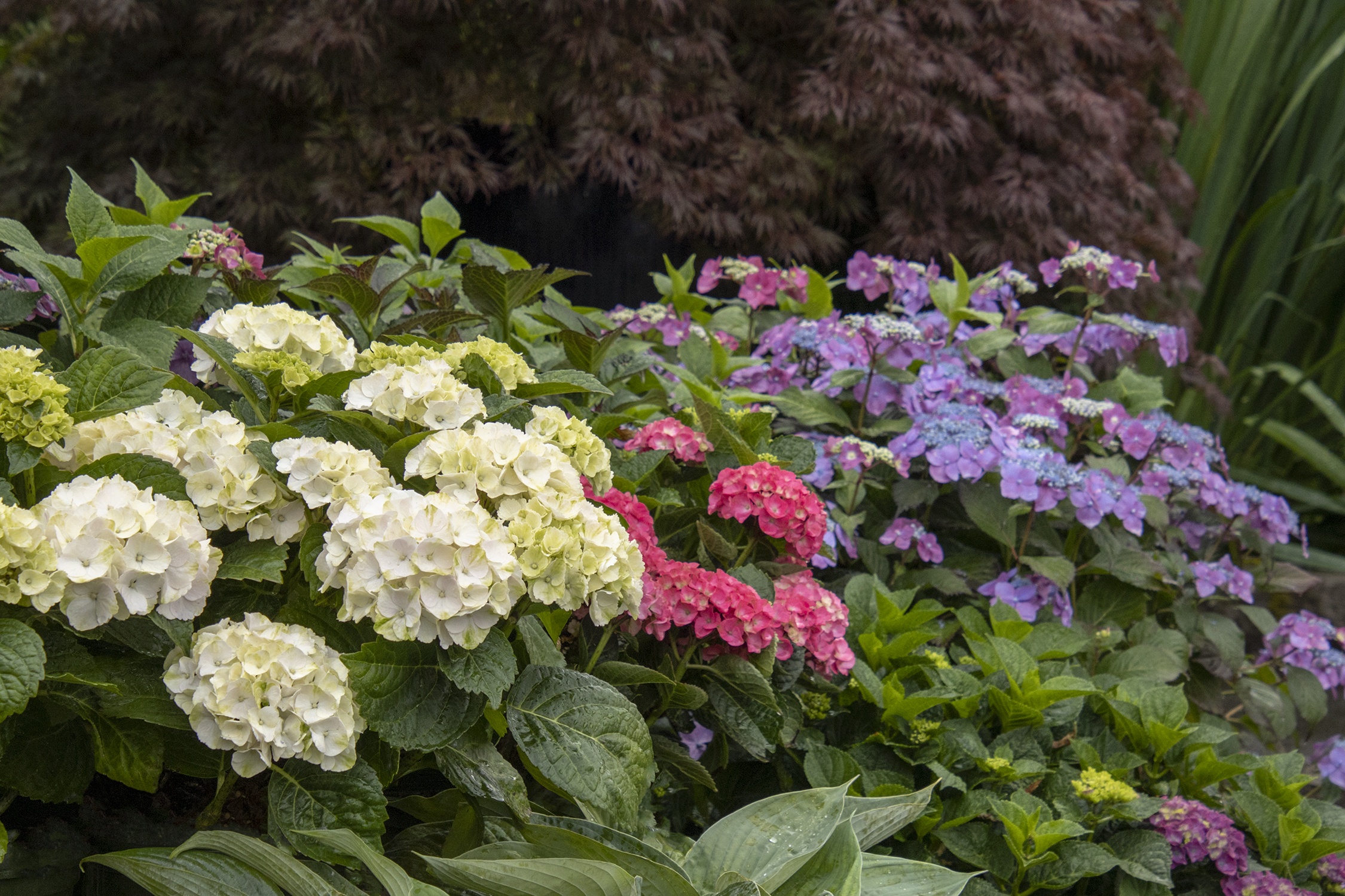 Seaside Serenade® Cape May Hydrangea, Monrovia Plant