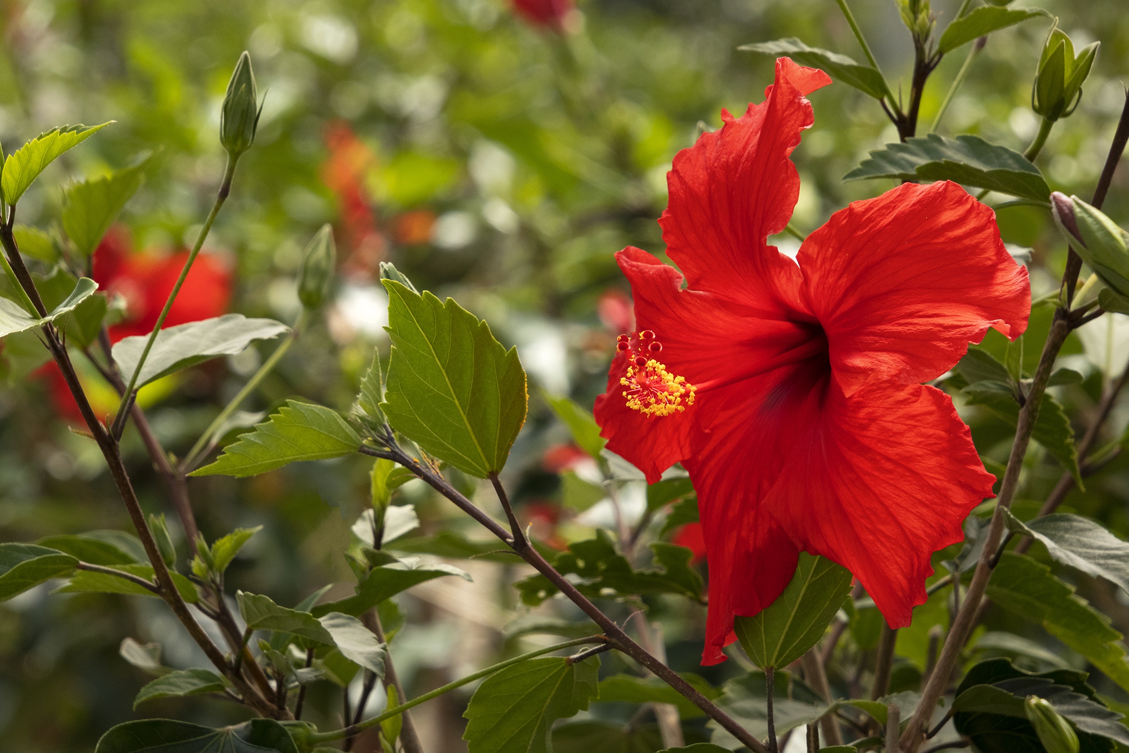 Brilliant Hibiscus, Hibiscus rosa-sinensis 'Brilliant', Monrovia Plant