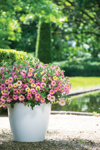 Chameleon® Calibrachoa, Calibrachoa Chameleon® Series, Monrovia Plant