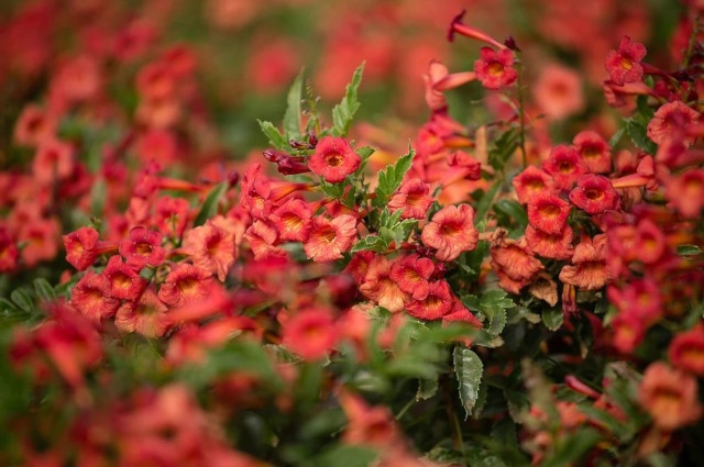 Red Hot Esperanza, Tecoma 'Red Hot' PPAF, Monrovia Plant