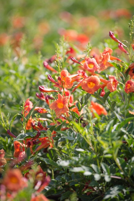 Red Hot Esperanza, Tecoma 'Red Hot' PPAF, Monrovia Plant