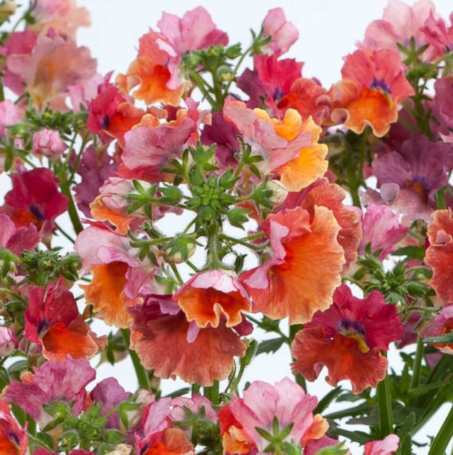 Nesia™ Nemisia, Nemesia hybrida Nesia™ Series, Monrovia Plant