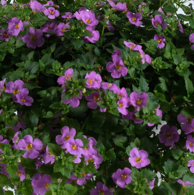 Scopia® Bacopa, Sutera cordata Scopia® Series, Monrovia Plant