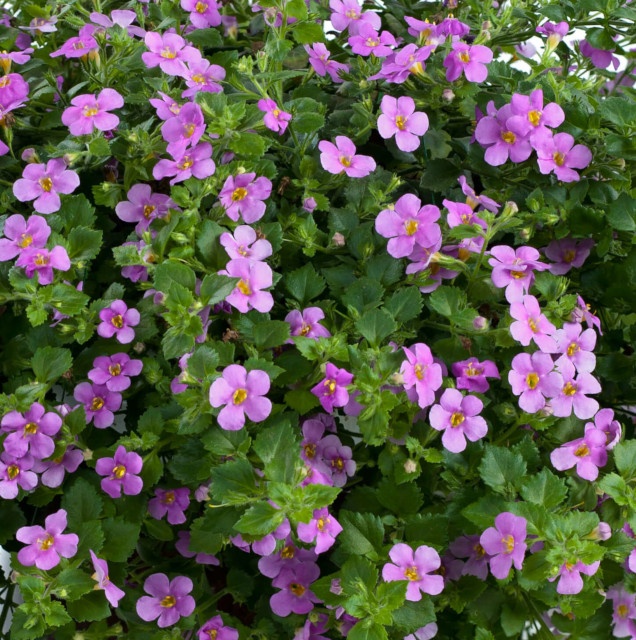 Scopia® Great Bacopa, Sutera cordata Scopia™ Great Series