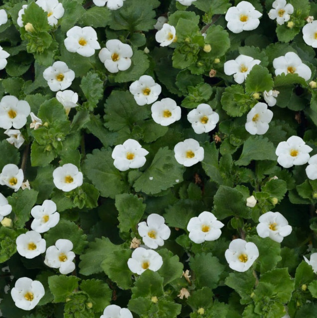 Scopia® Great Bacopa, Sutera cordata Scopia™ Great Series