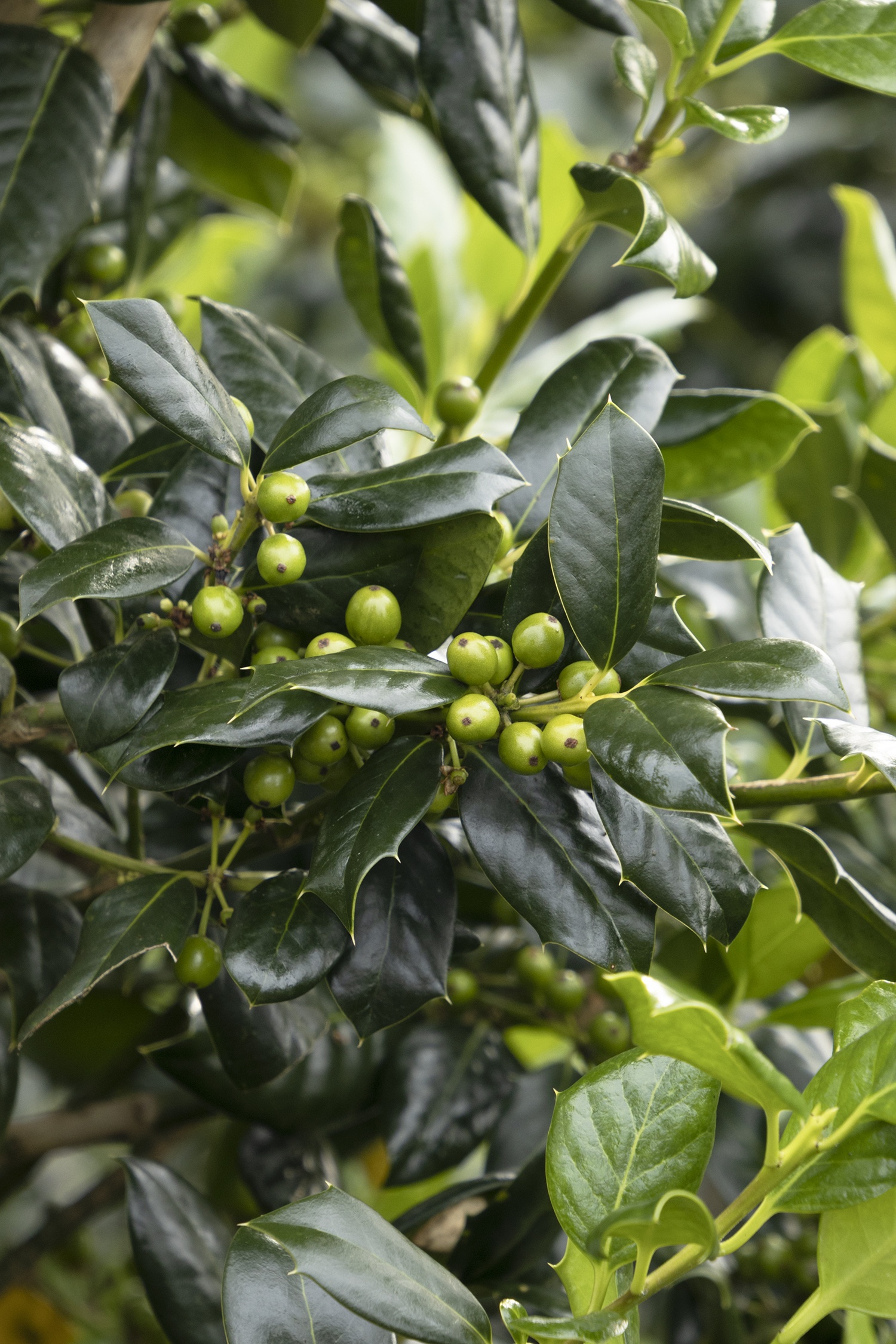 Robin™ Red Holly, Ilex x 'Conin', Monrovia Plant