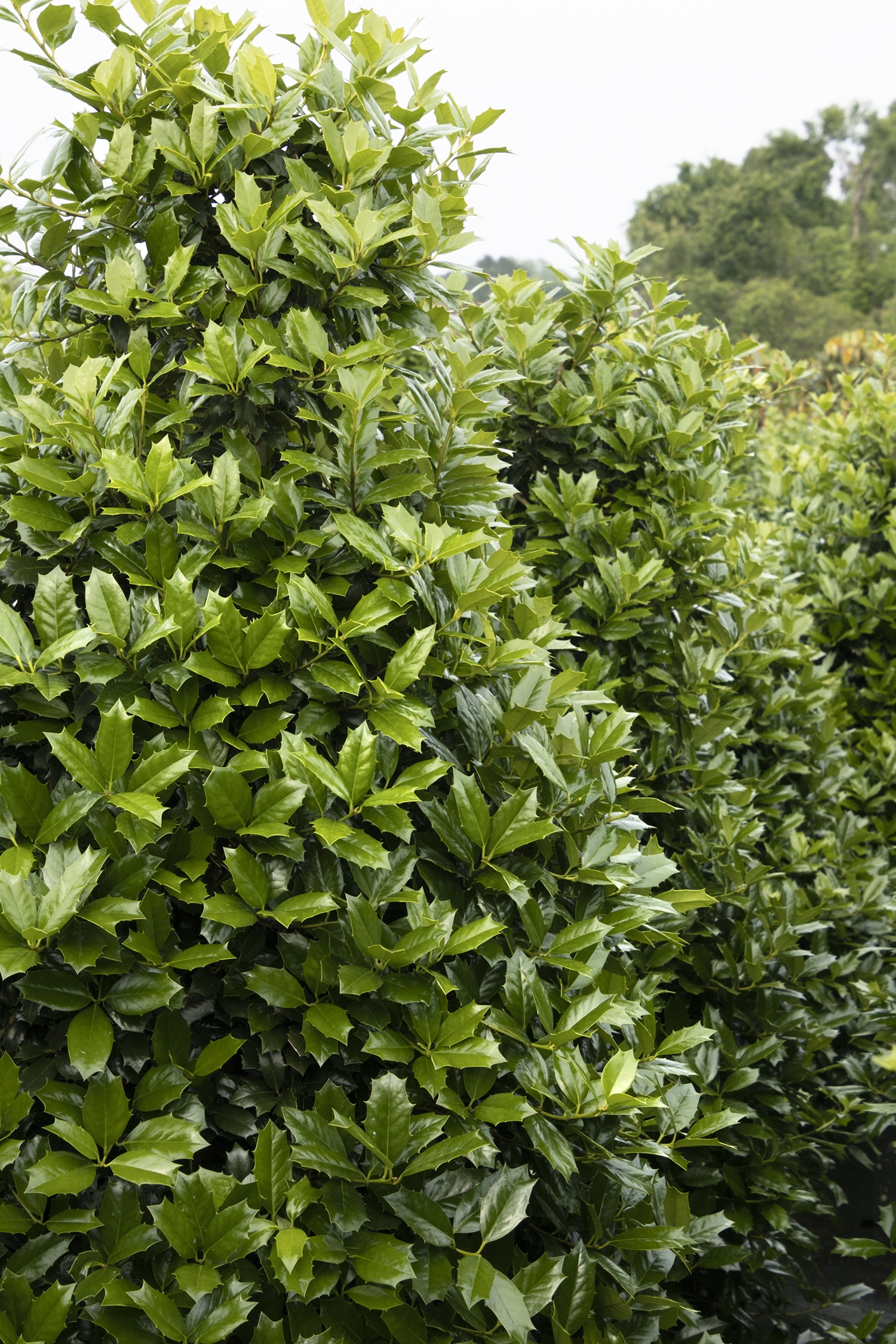 Robin™ Red Holly, Ilex x 'Conin', Monrovia Plant