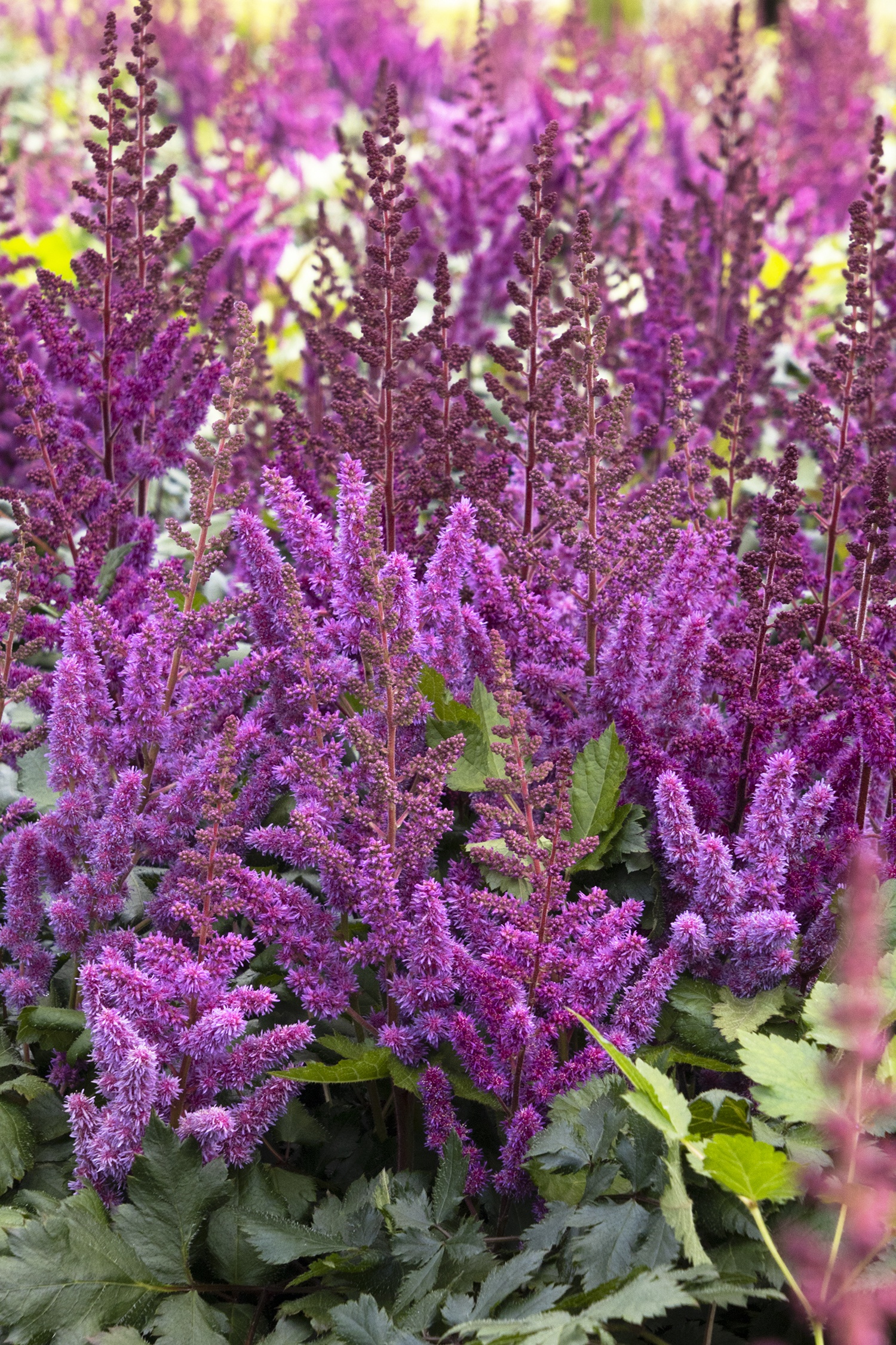 Vision In Red Astilbe, Astilbe chinensis 'Vision in Red', Monrovia Plant