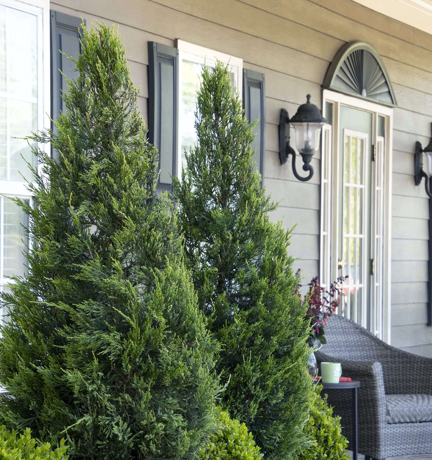 Green Columnar Juniper, Juniperus chinensis 'Hetzii Columnaris'