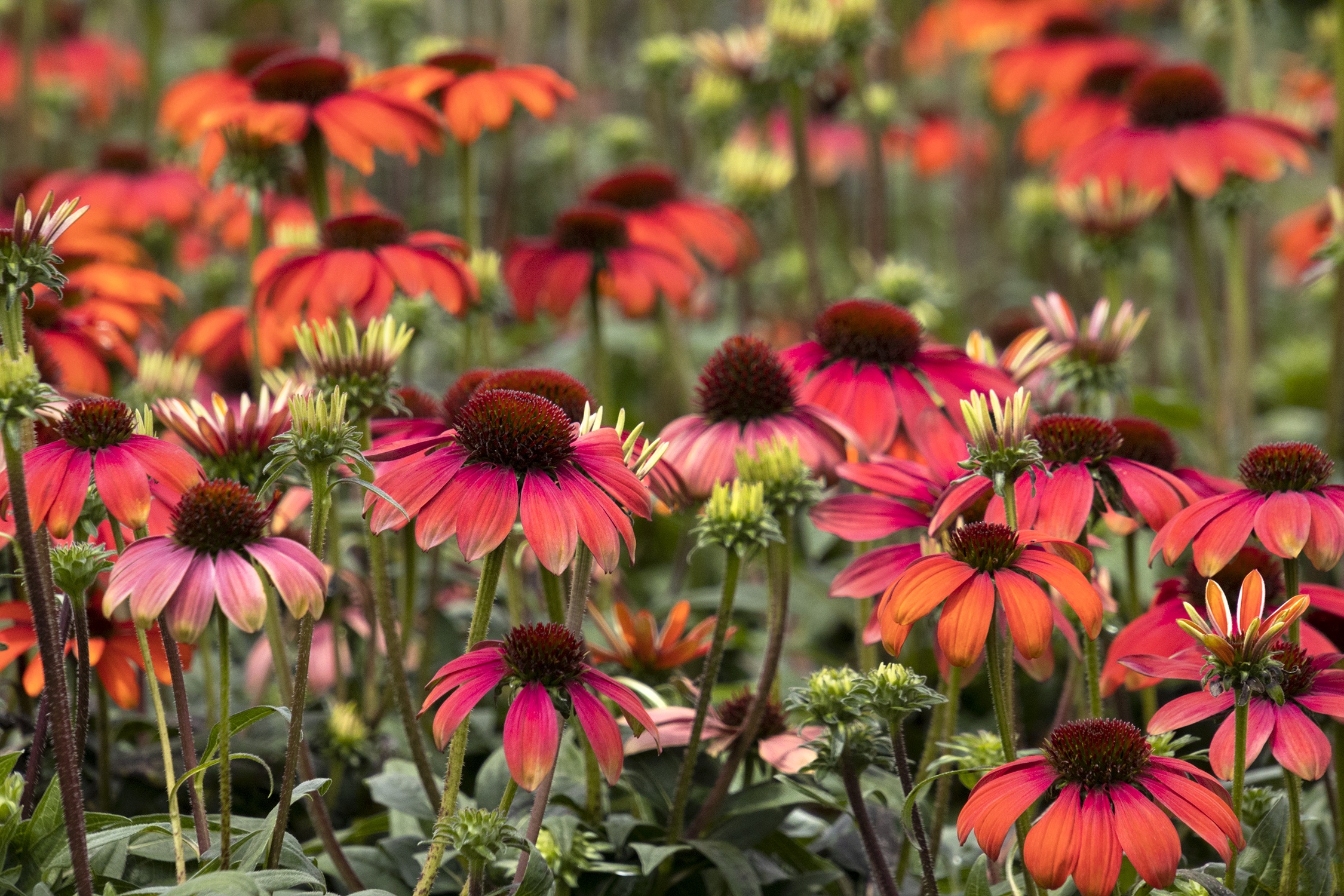Evolution™ Fiesta Coneflower, Echinacea hybrid 'Balevoesta' PP #31,029