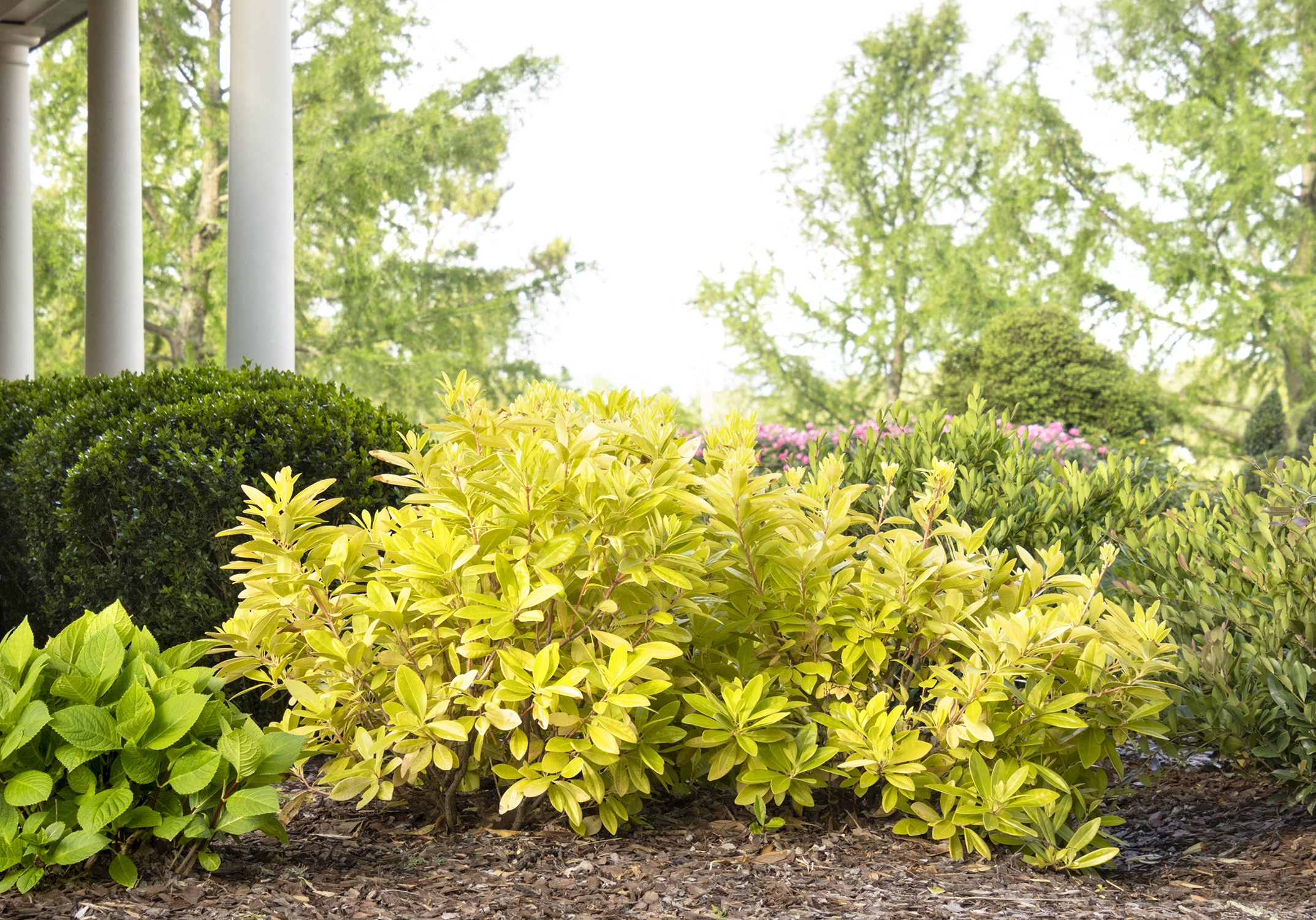Florida Sunshine Illicium, Illicium parviflorum 'Florida Sunshine'