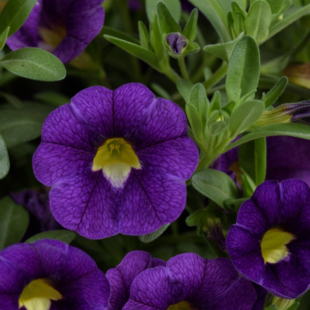 Colibri™ Calibrachoa, Calibrachoa hybrida Colibri™ Series