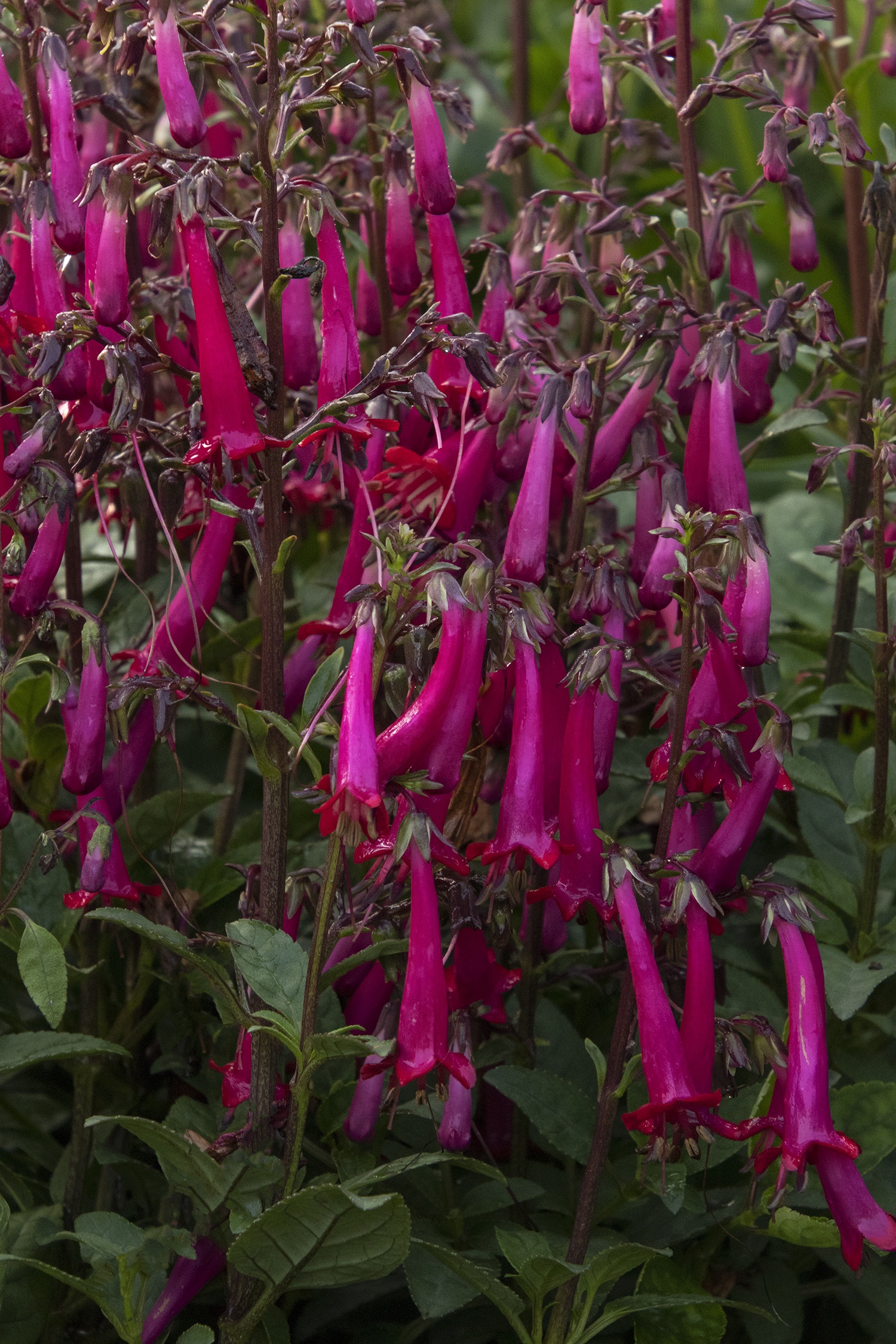 Colorburst™ Rose Cape Fuchsia, Phygelius 'TNPHYCRO' PPAF, Monrovia Plant