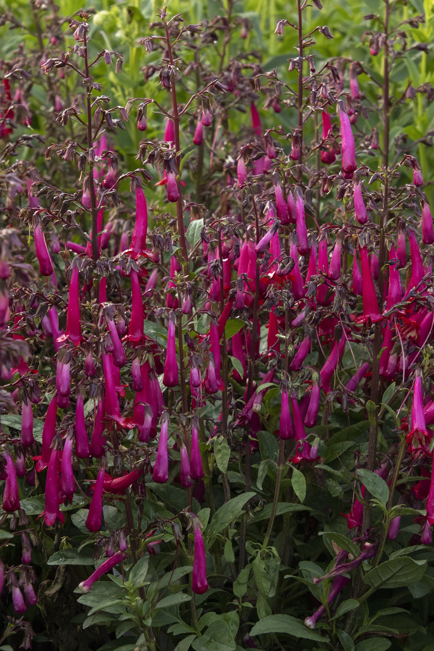 Colorburst™ Rose Cape Fuchsia, Phygelius 'TNPHYCRO' PPAF, Monrovia Plant