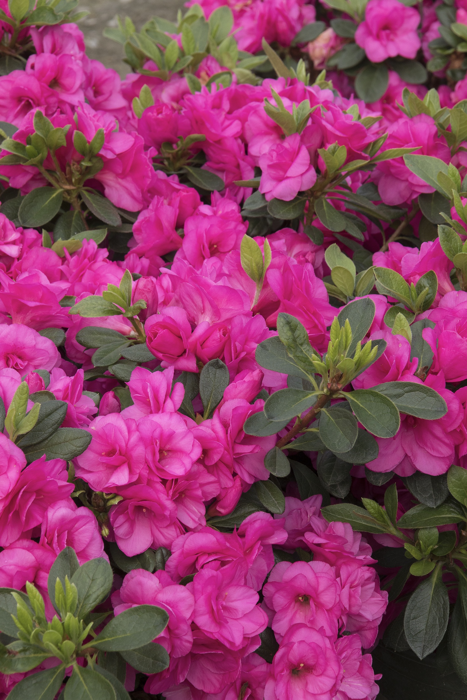 Happy Days Pink Azalea, Azalea indica 'Happy Days Pink', Monrovia Plant