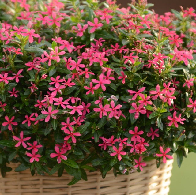 Soiree Kawaii® Vinca, Catharanthus roseus SOIREE KAWAII® Series Patented