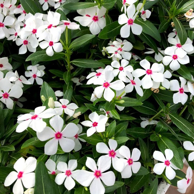 Soiree Kawaii® Vinca, Catharanthus roseus SOIREE KAWAII® Series Patented