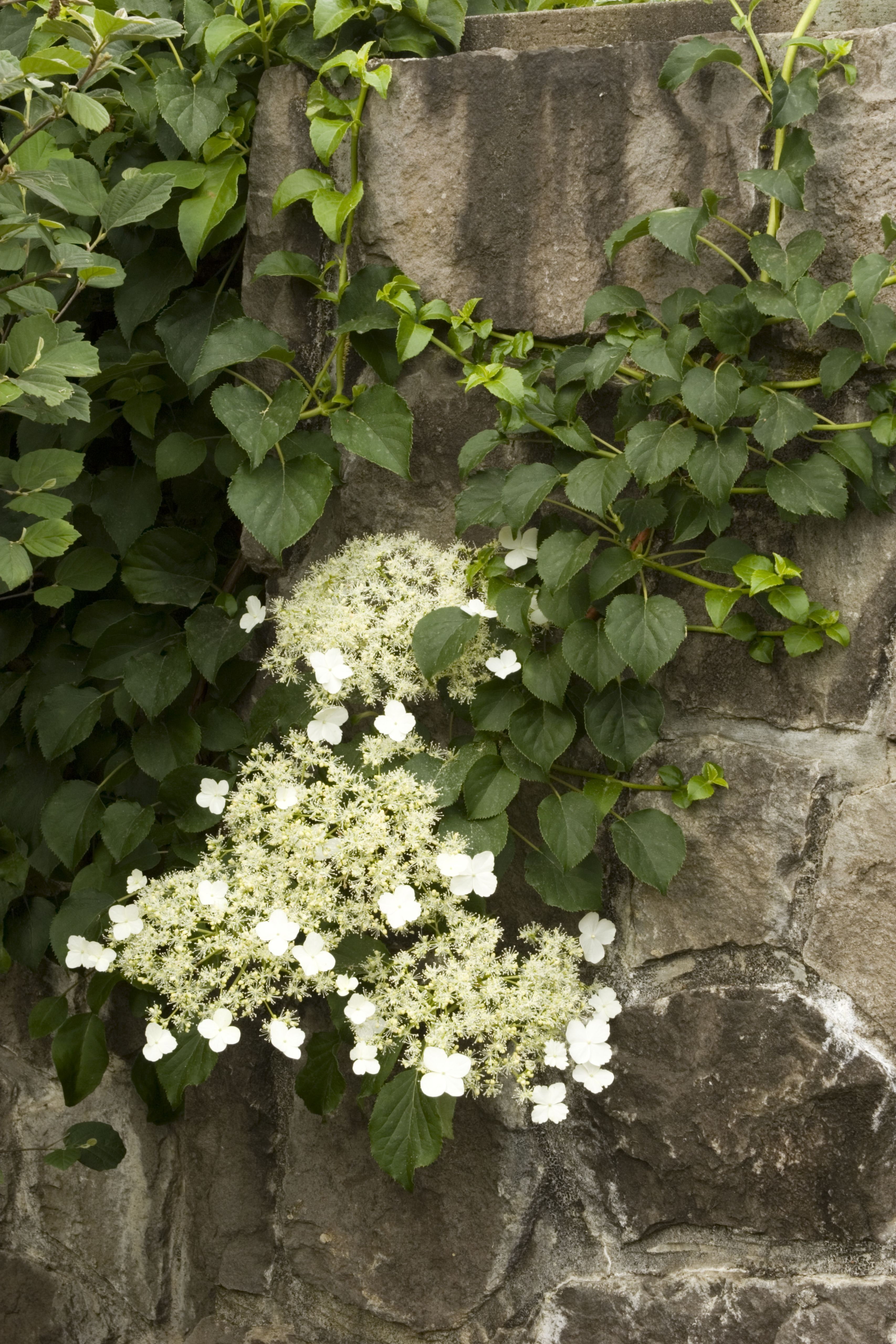 Climbing Hydrangea, Hydrangea anomala petiolaris, Monrovia Plant