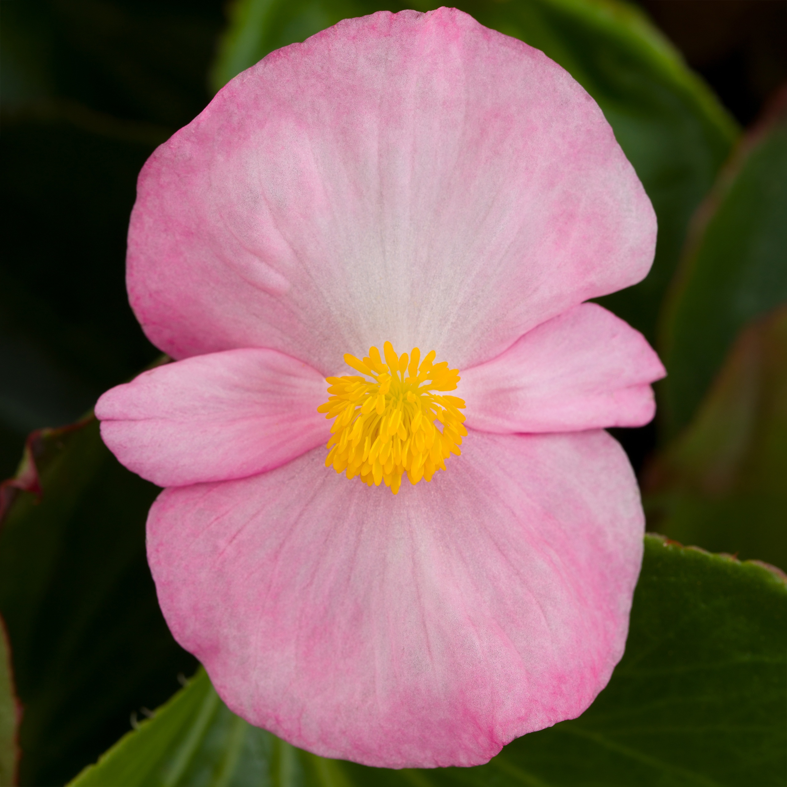 Tophat™ Begonia, Monrovia Plant
