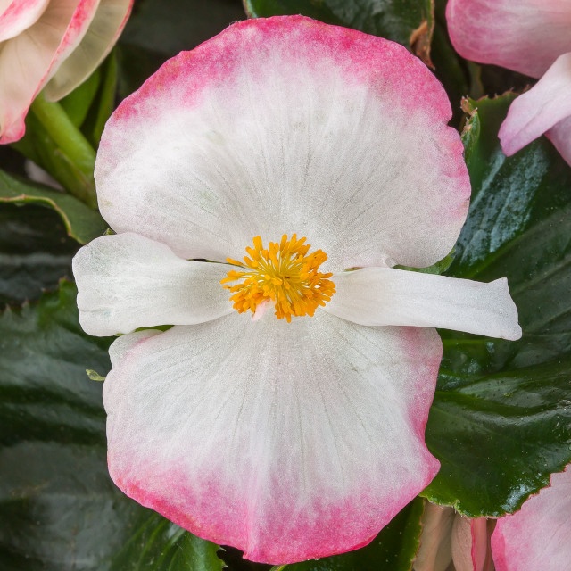Tophat™ Begonia, Monrovia Plant