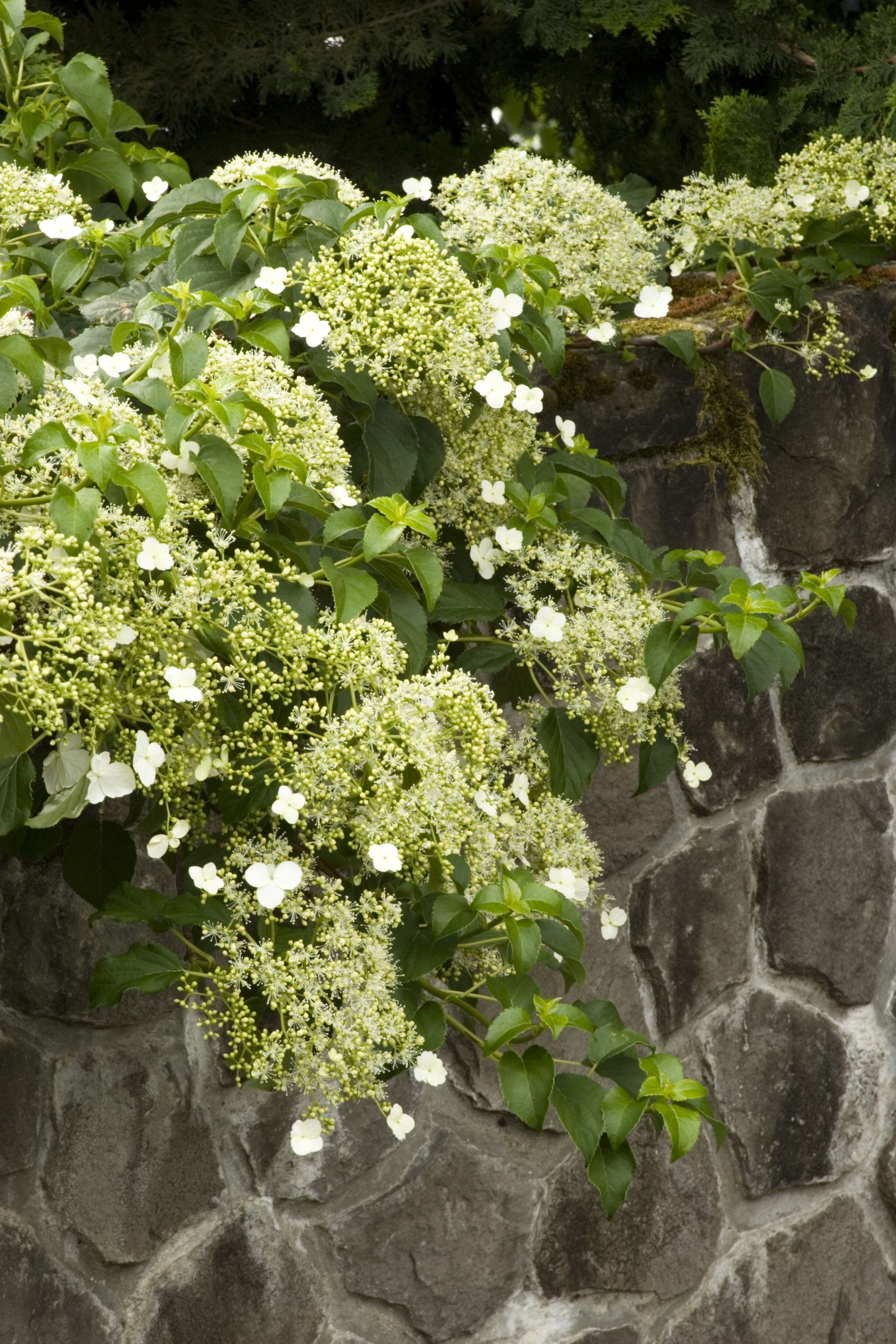 Climbing Hydrangea, Hydrangea anomala petiolaris, Monrovia Plant