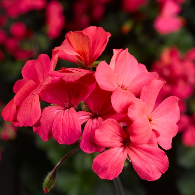 Caliente® Geranium, Monrovia Plant