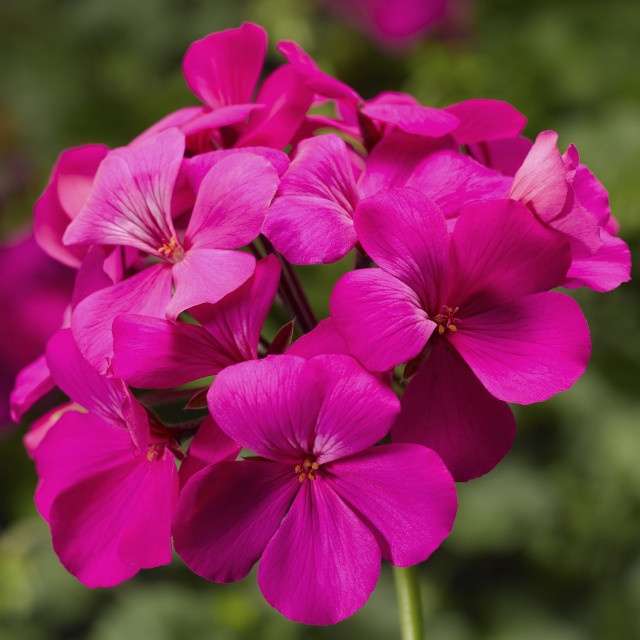 Caliente® Geranium, Monrovia Plant