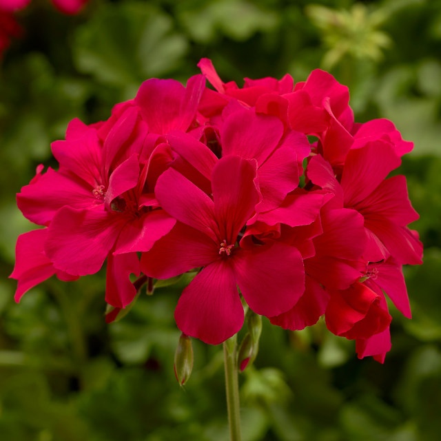 Caliente® Geranium, Monrovia Plant