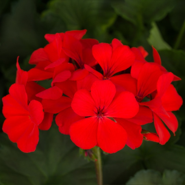 Caliente® Geranium, Monrovia Plant