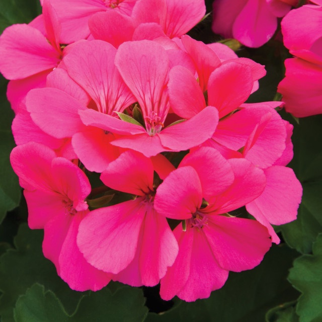 Caliente® Geranium, Monrovia Plant