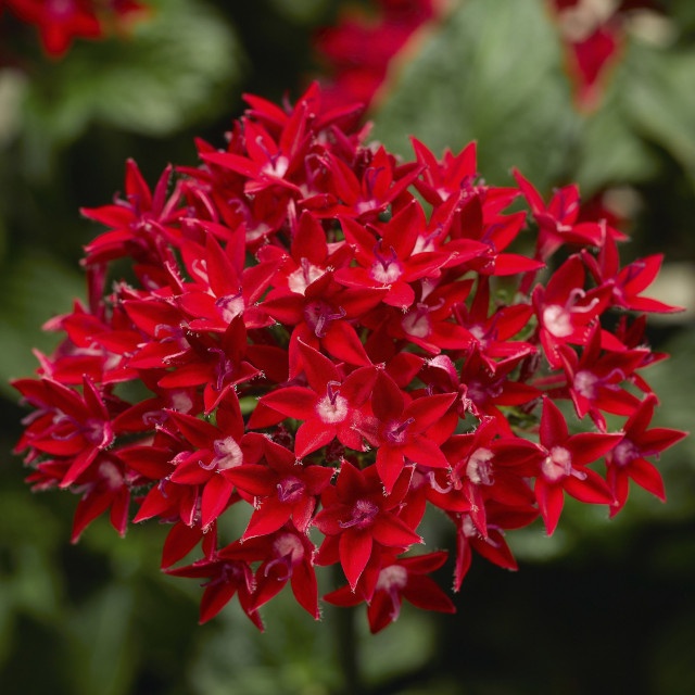 Starcluster™ Pentas, Pentas lanceolata Starcluster™ Series