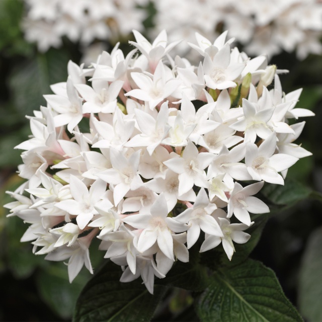 Starcluster™ Pentas, Pentas lanceolata Starcluster™ Series