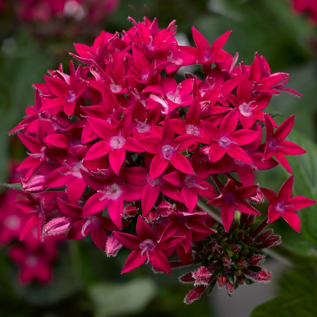 Starcluster™ Pentas, Pentas lanceolata Starcluster™ Series