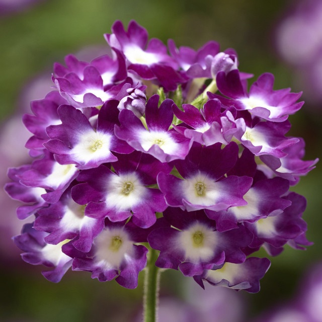 Lanai® Verbena, Verbena Lanai® Series Patented, Monrovia Plant